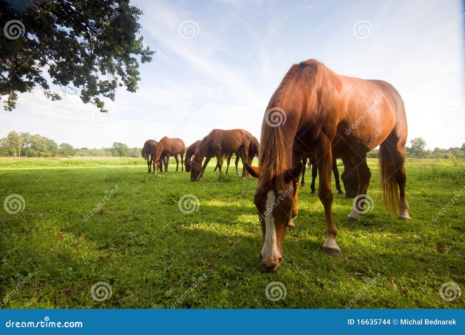 Wild horses on the field stock photo. Image of pasture - 16635744