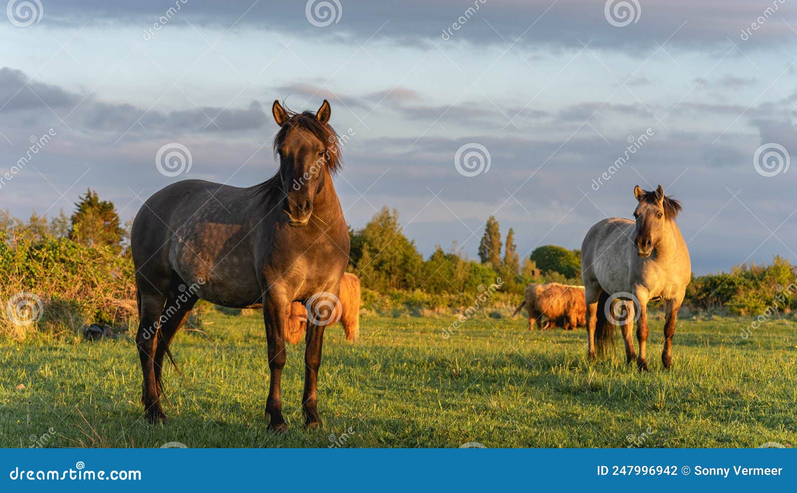 Wild Horses in the Fields in Wassenaar the Netherlands. Stock Photo ...