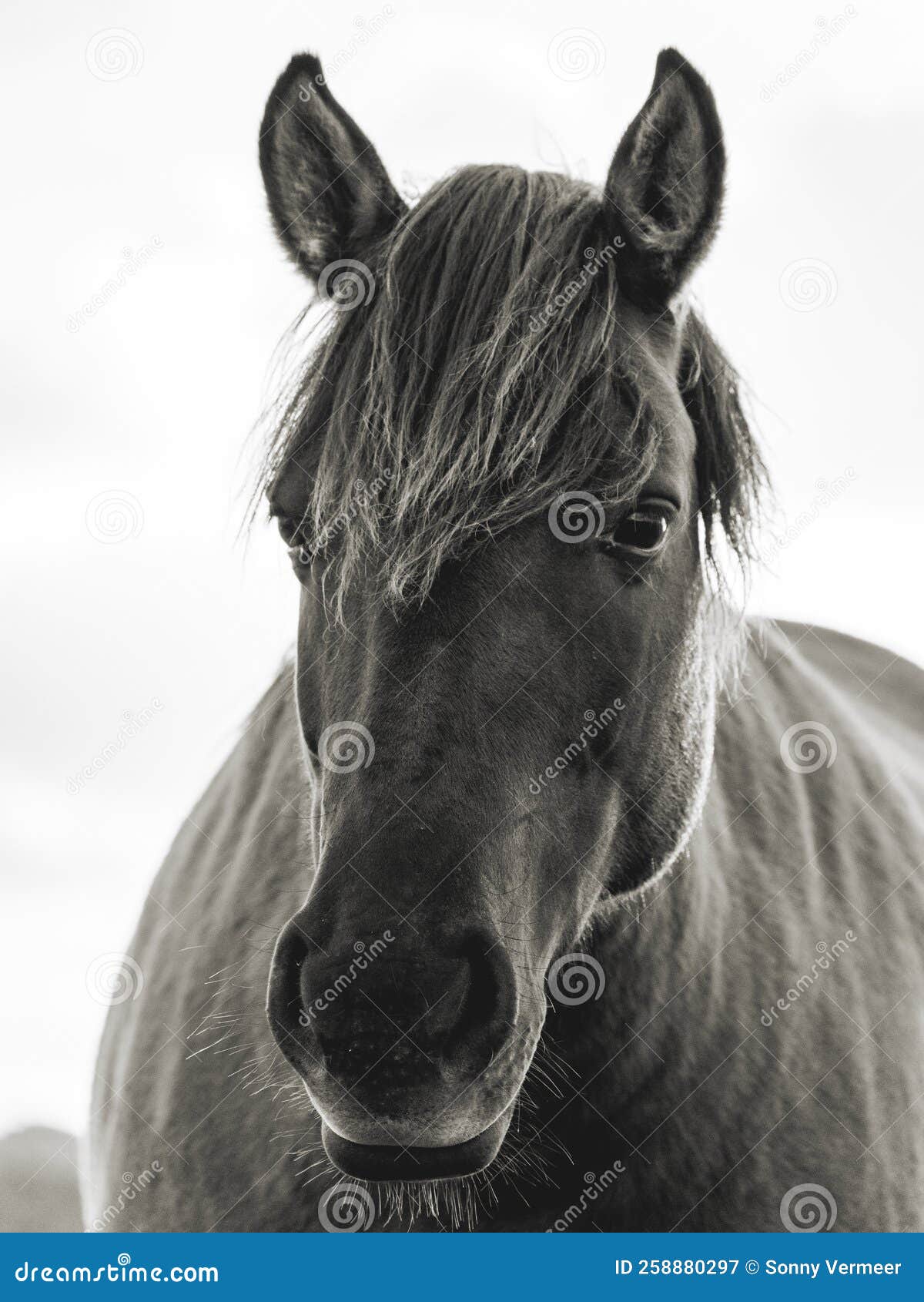 Wild Horses in the Fields in Wassenaar the Netherlands. Stock Image ...