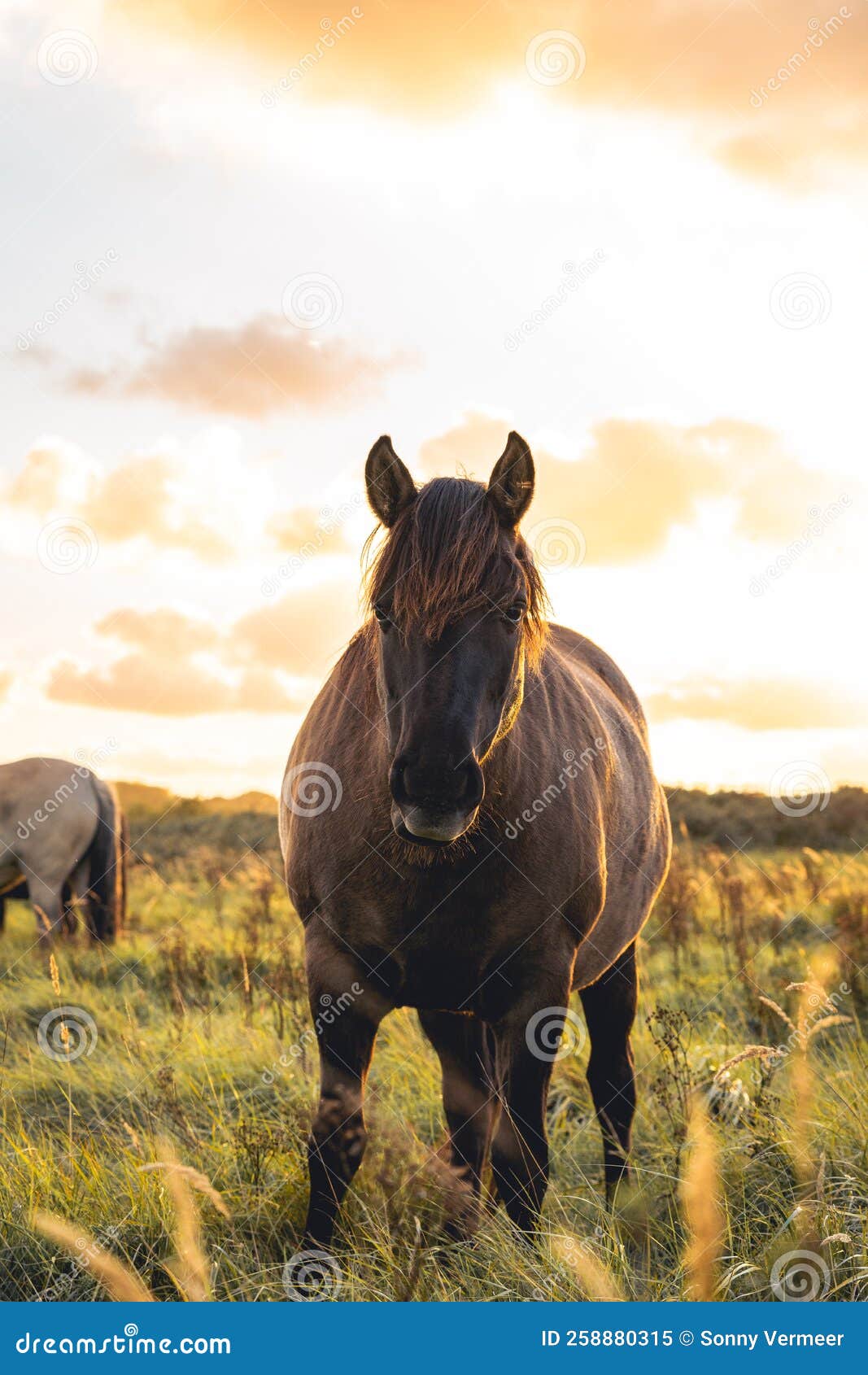 Wild Horses in the Fields in Wassenaar the Netherlands. Stock Image ...