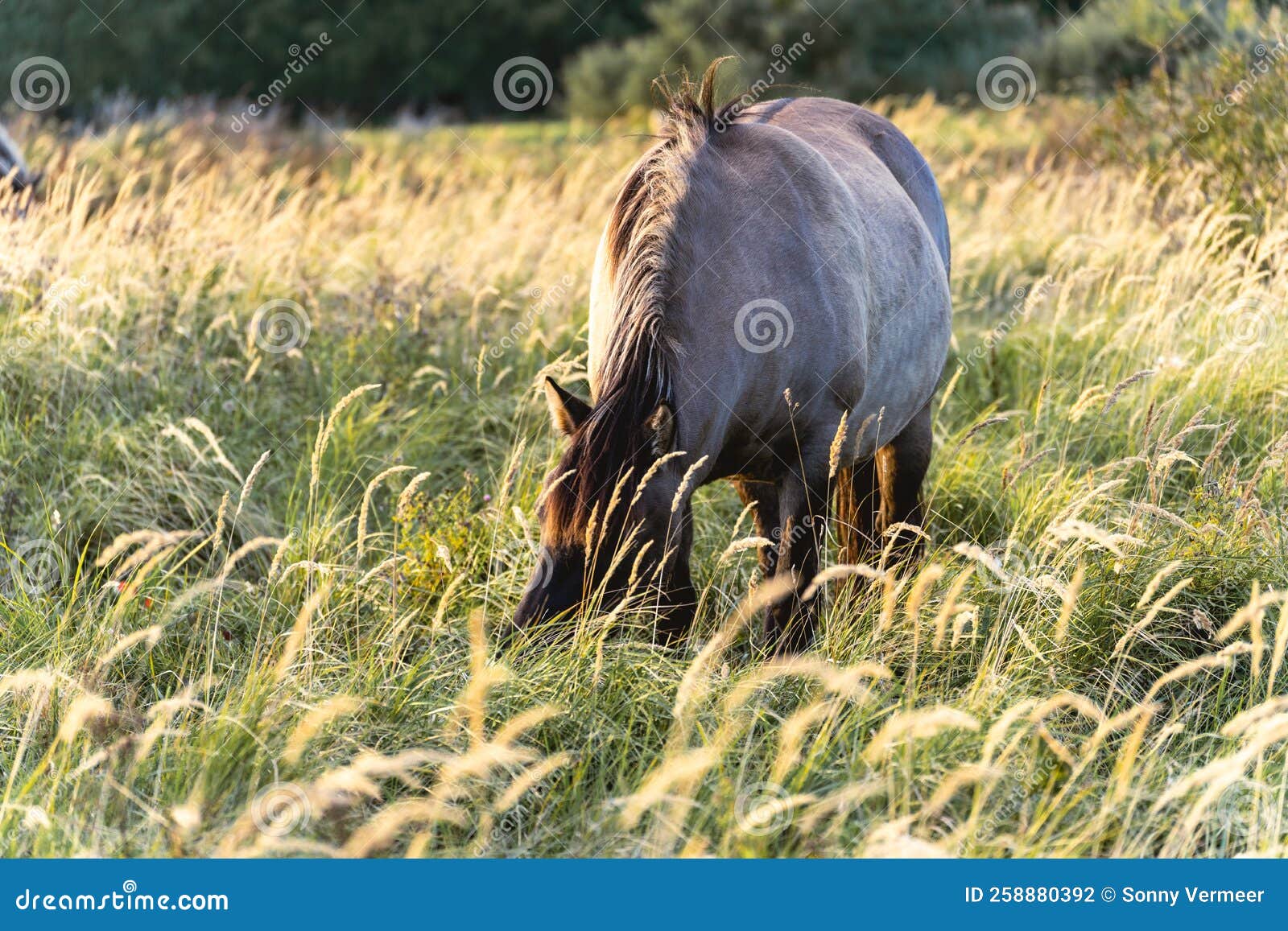 Wild Horses in the Fields in Wassenaar the Netherlands. Stock Photo ...