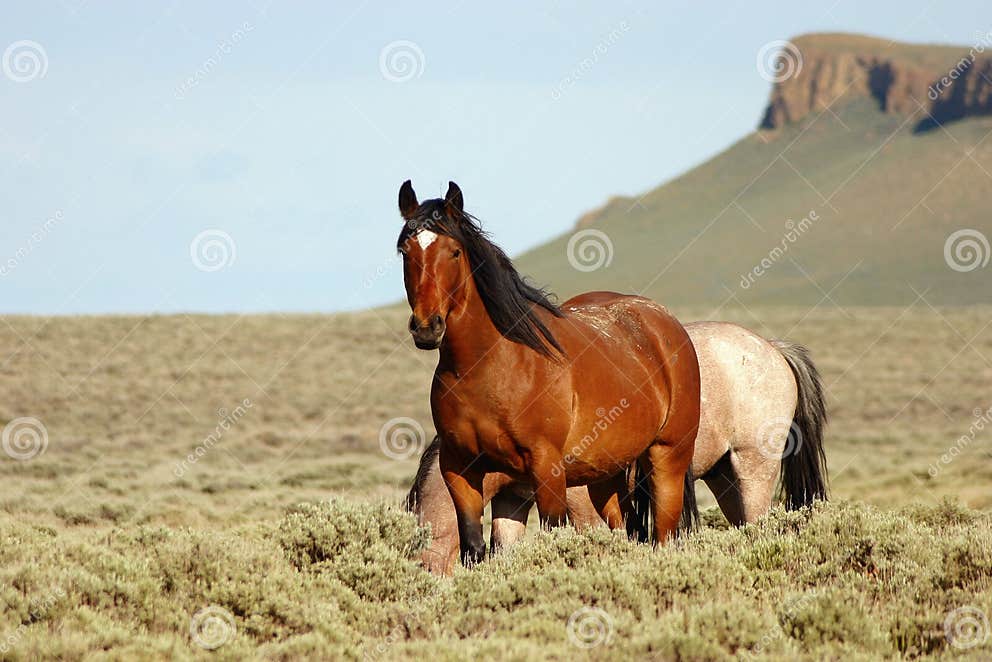 Wild Horses in Front of Pilot Butte Stock Image - Image of mustang ...