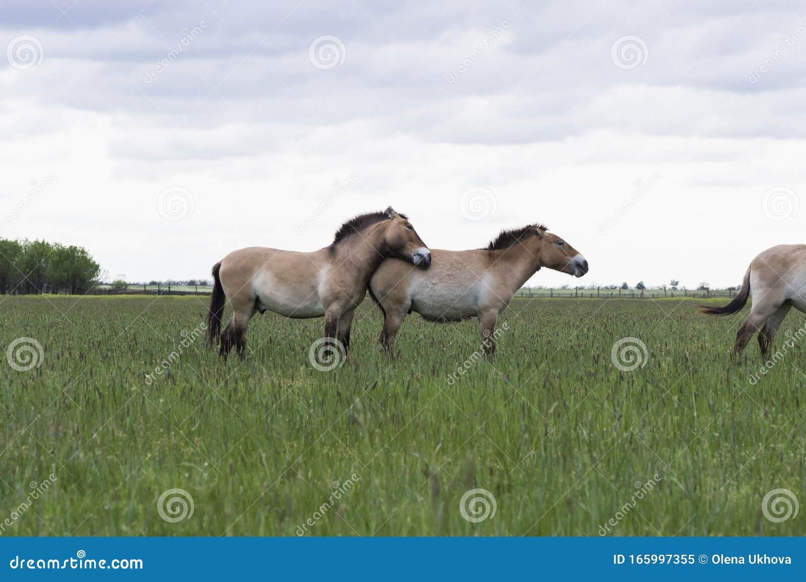 Wild Horses Graze in the Spring Steppe Stock Image - Image of nature ...