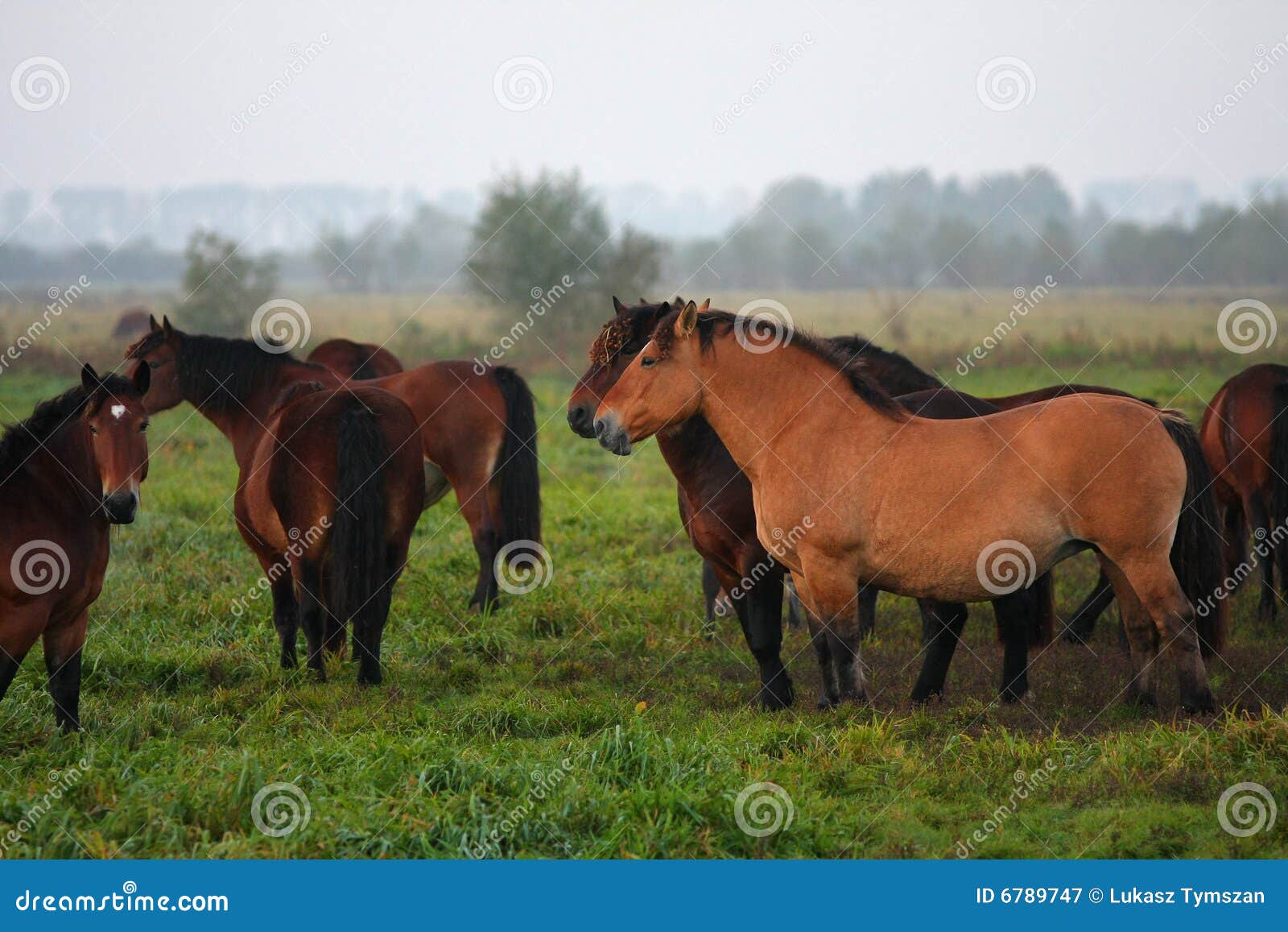 Wild horses herd stock image. Image of morning, farm, animal - 6789747