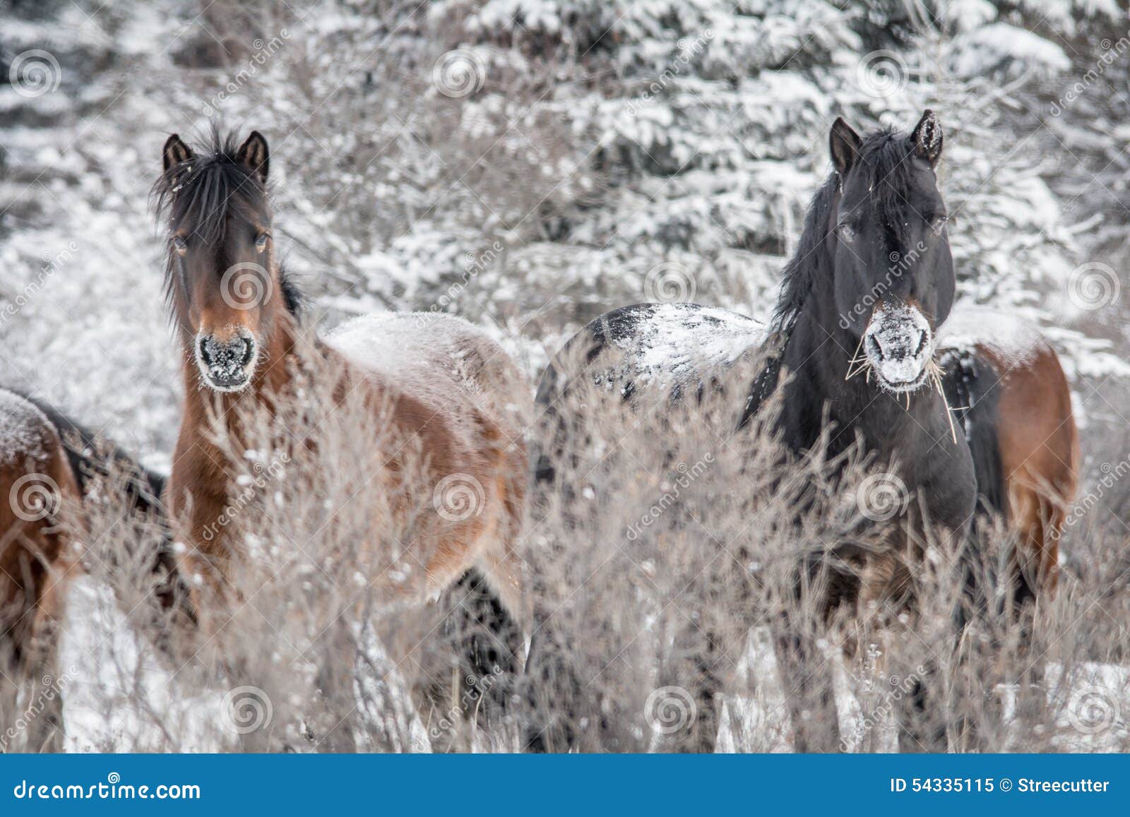 Wild Horses stock image. Image of horse, sundre, wild - 54335115