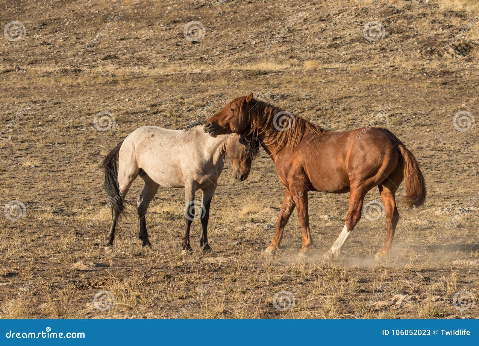 Wild Horses Interacting stock image. Image of wildlife - 106052023