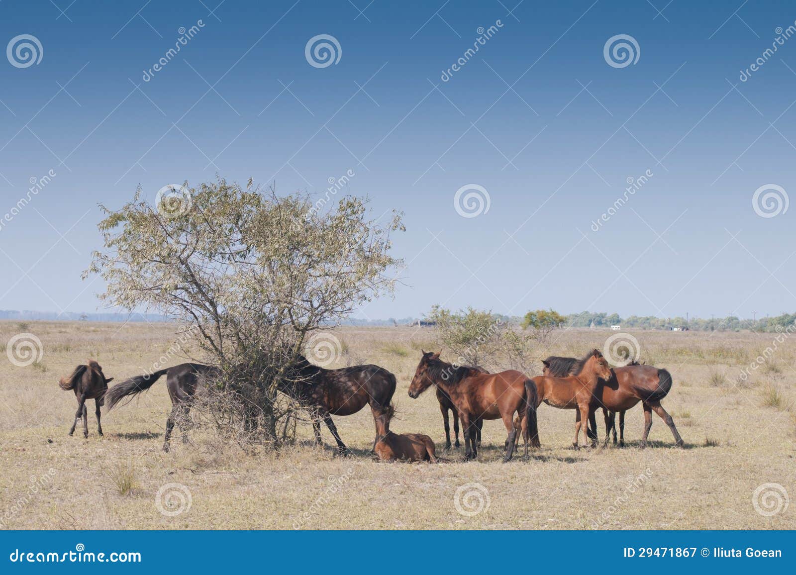 Wild Horses at Letea stock image. Image of delta, stallion - 29471867
