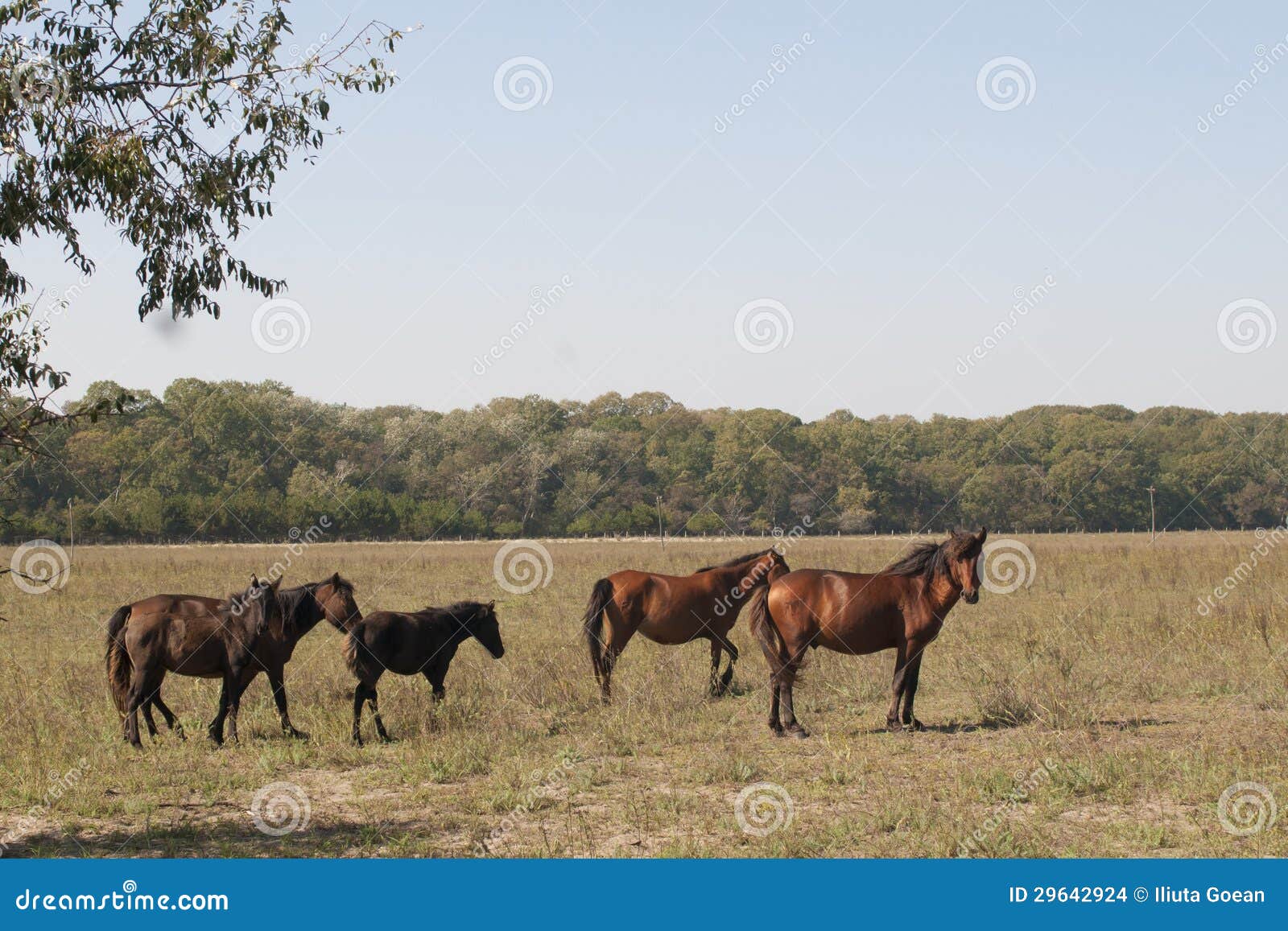 Wild Horses At Letea Stock Photography | CartoonDealer.com #29642924