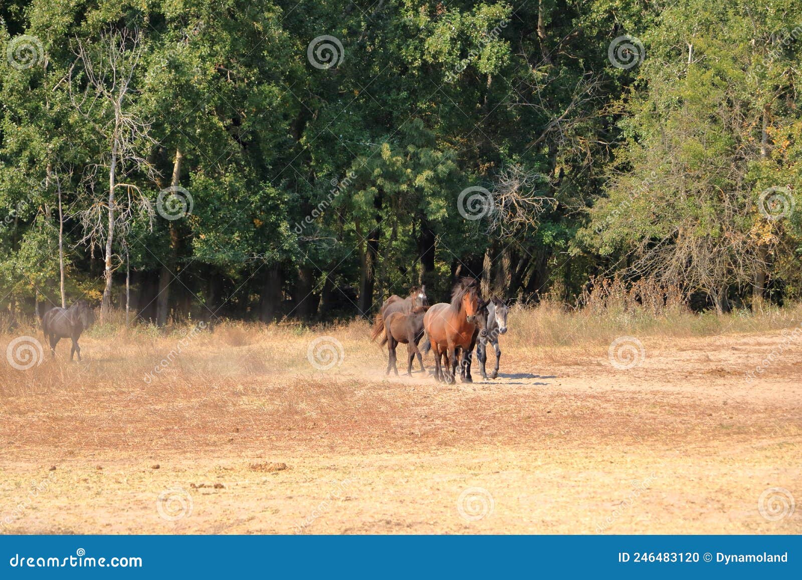 Wild Horses in Letea Forest from Danube Delta in Romania Stock Photo ...