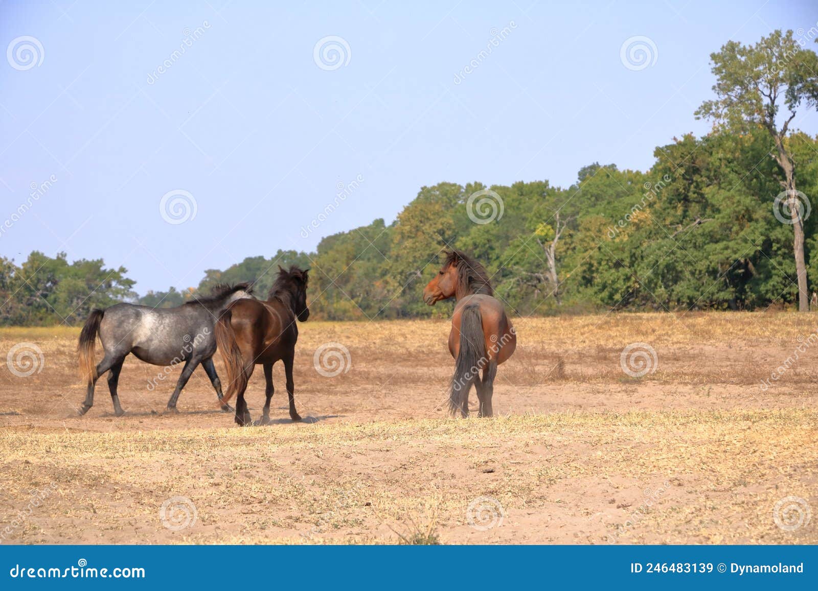 Wild Horses in Letea Forest from Danube Delta in Romania Stock Image ...