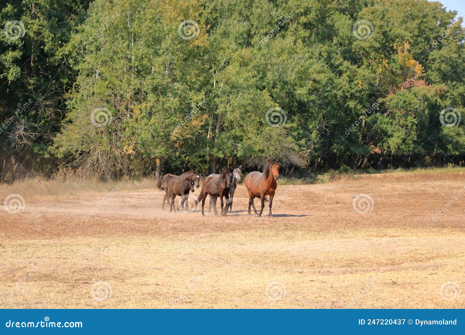 Wild Horses in Letea Forest from Danube Delta in Romania Stock Image ...