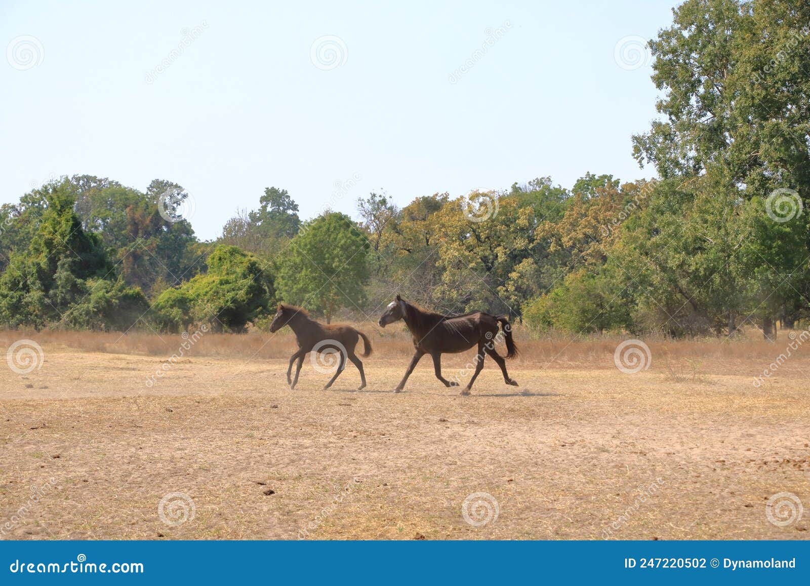 Wild Horses in Letea Forest from Danube Delta in Romania Stock Photo ...