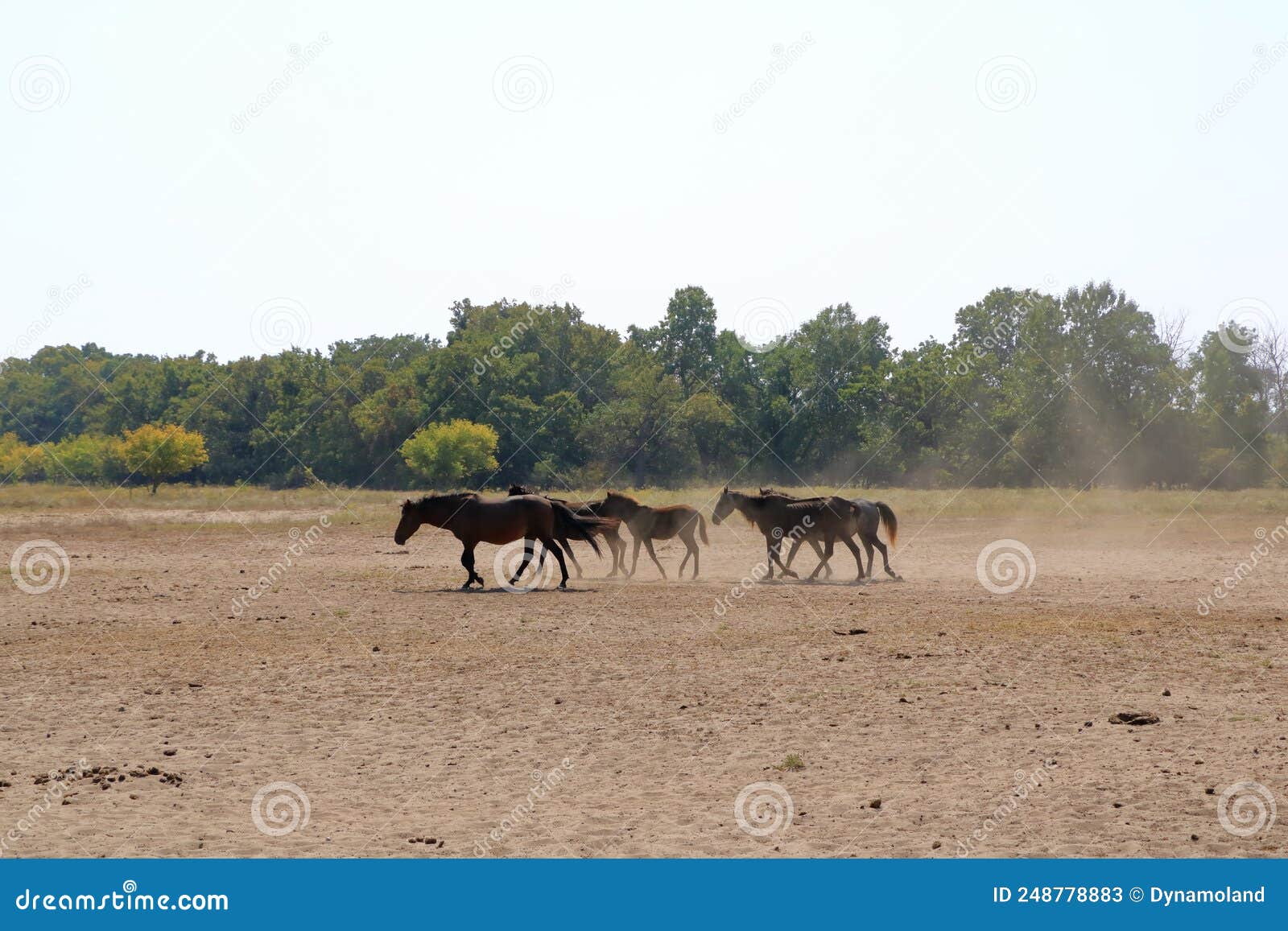 Wild Horses in Letea Forest from Danube Delta in Romania Stock Image ...