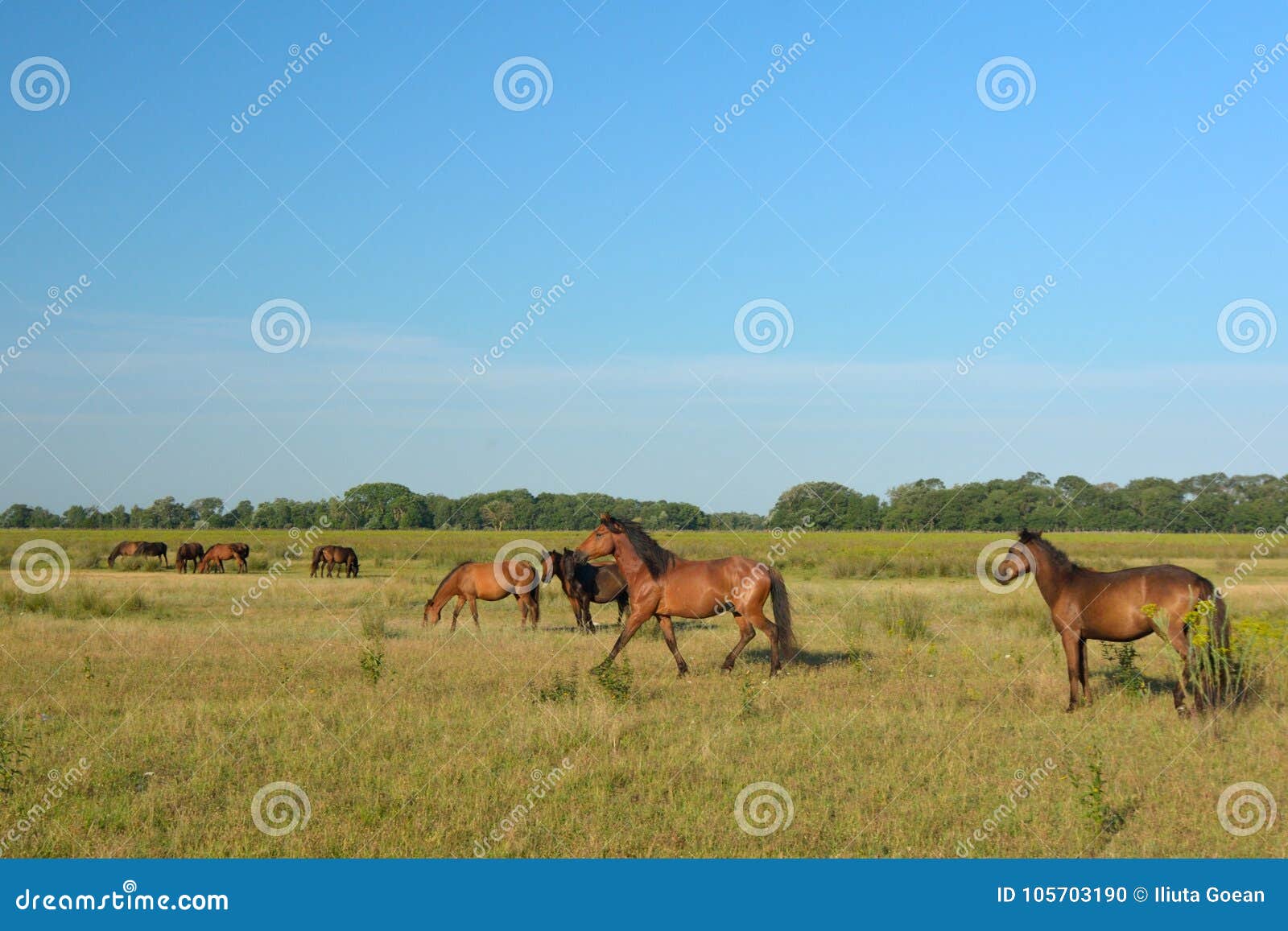 Wild Horses at Letea, Grazing on a Meadow Stock Photo - Image of danube ...