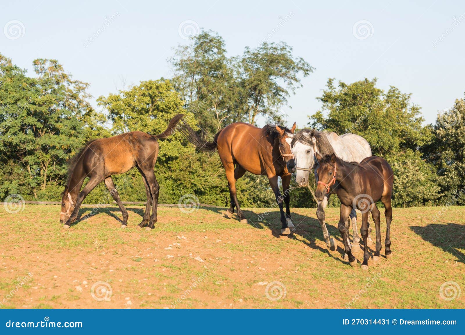Wild Horses Living in Nature Stock Image - Image of wild, thoroughbred ...