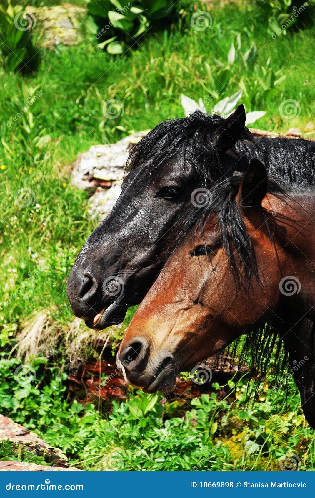 Wild horses in nature stock photo. Image of western, horse - 10669898