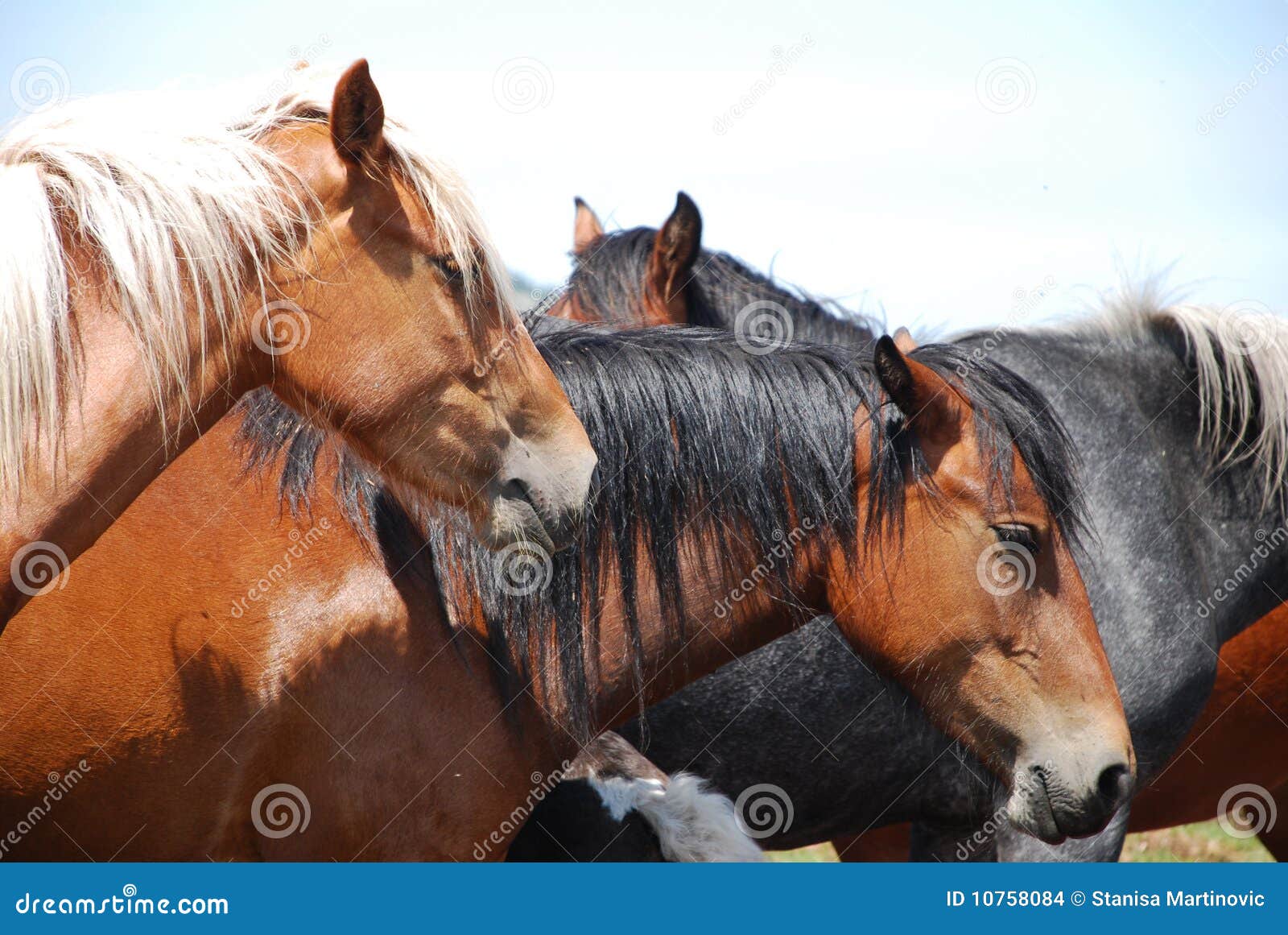 Wild horses in nature stock photo. Image of standing - 10758084