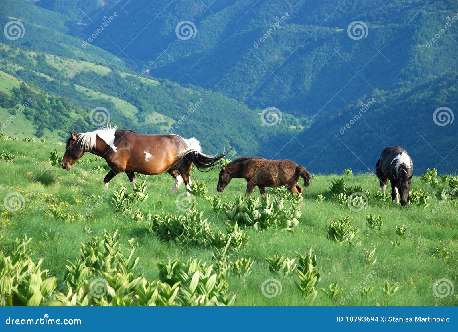 Wild horses in nature stock photo. Image of portrait - 10793694