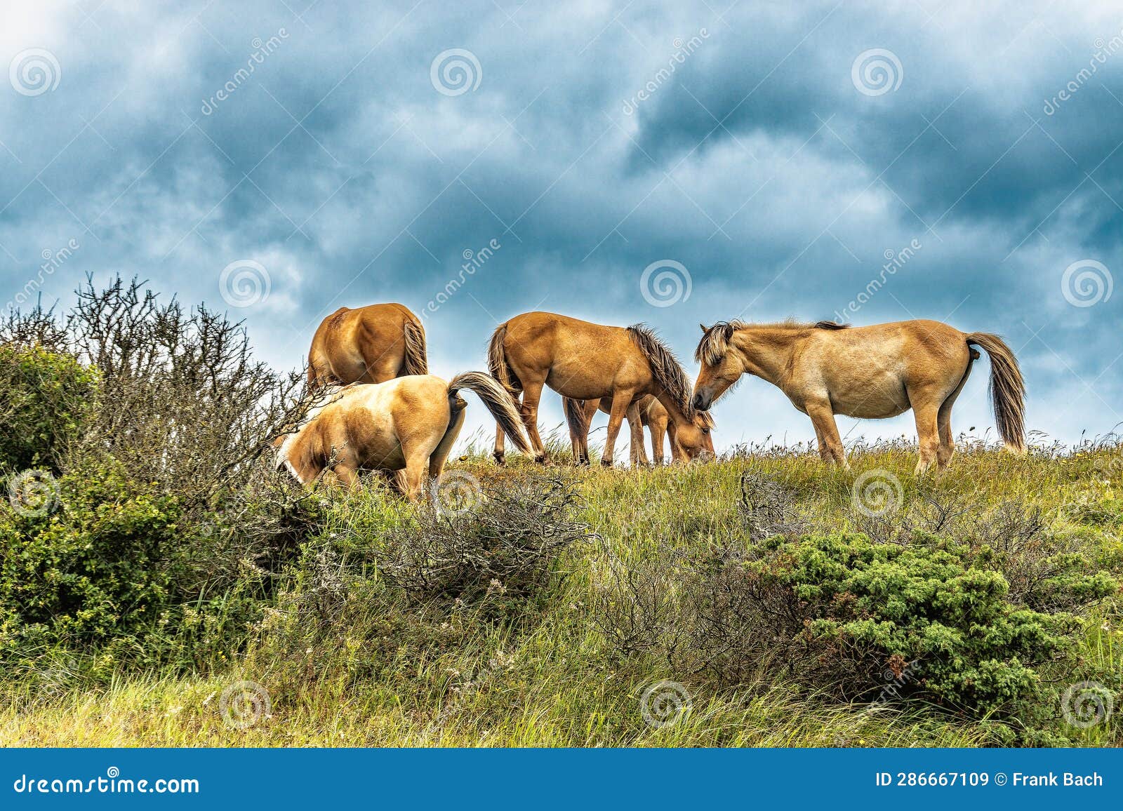 Wild Horses in Nature Reserve Thy, in Rural Denmark Stock Image - Image ...