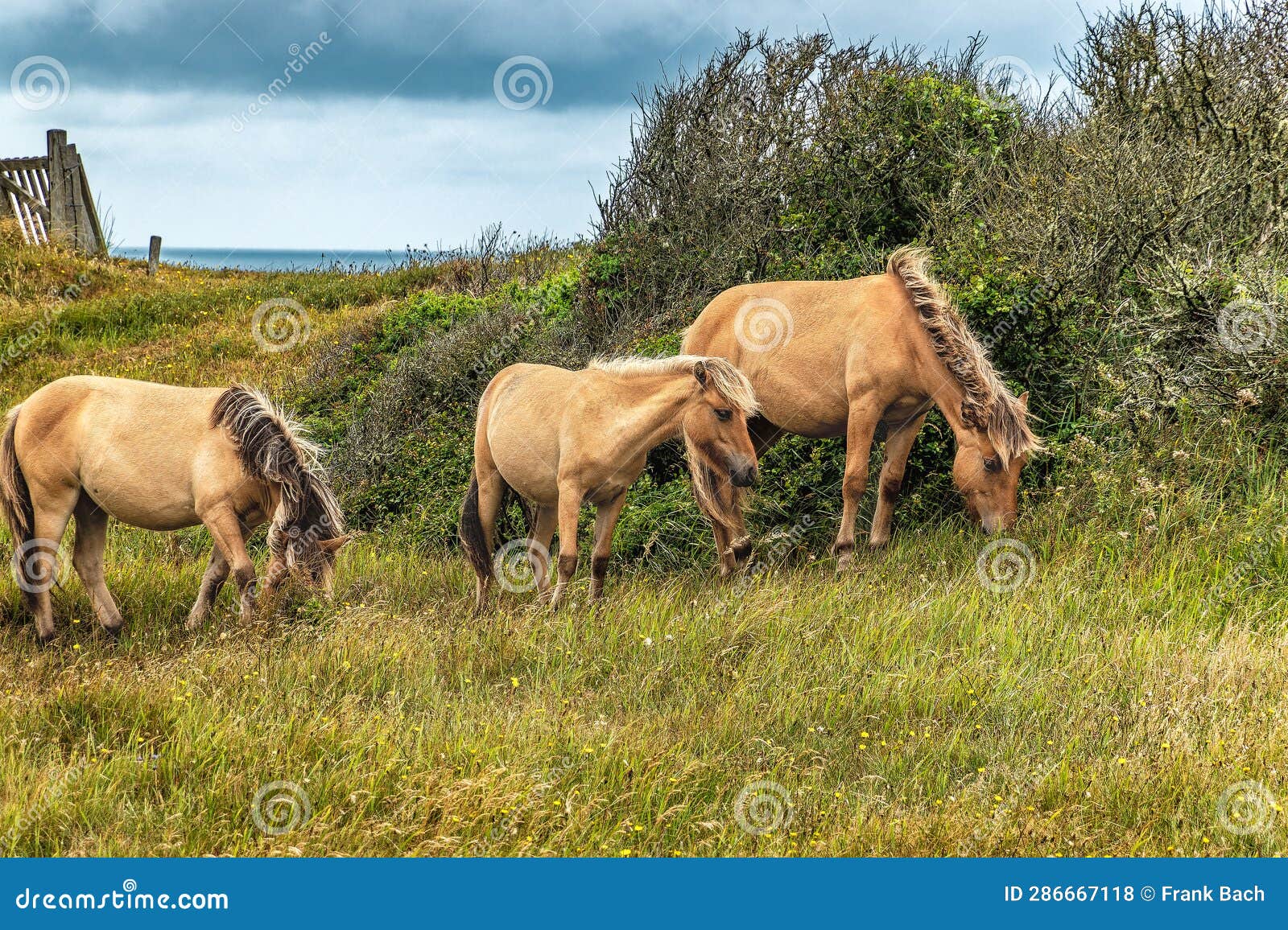 Wild Horses in Nature Reserve Thy, in Rural Denmark Stock Photo - Image ...