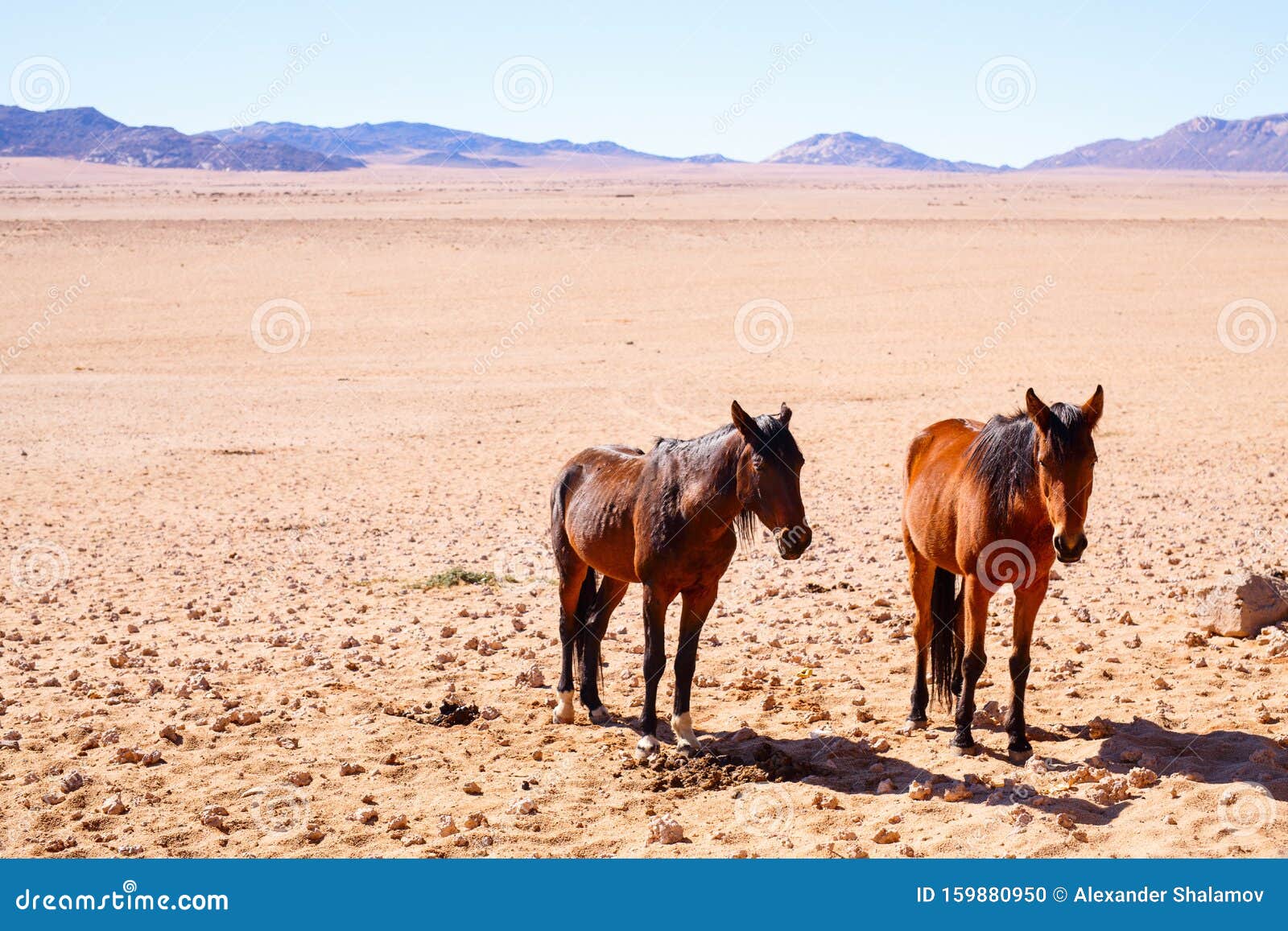 Wild horses in Namibia stock photo. Image of namib, desert - 159880950