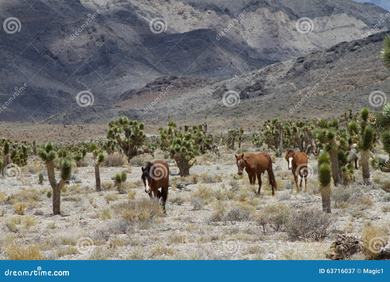 Wild Horses in Nevada stock image. Image of landscape - 63716037