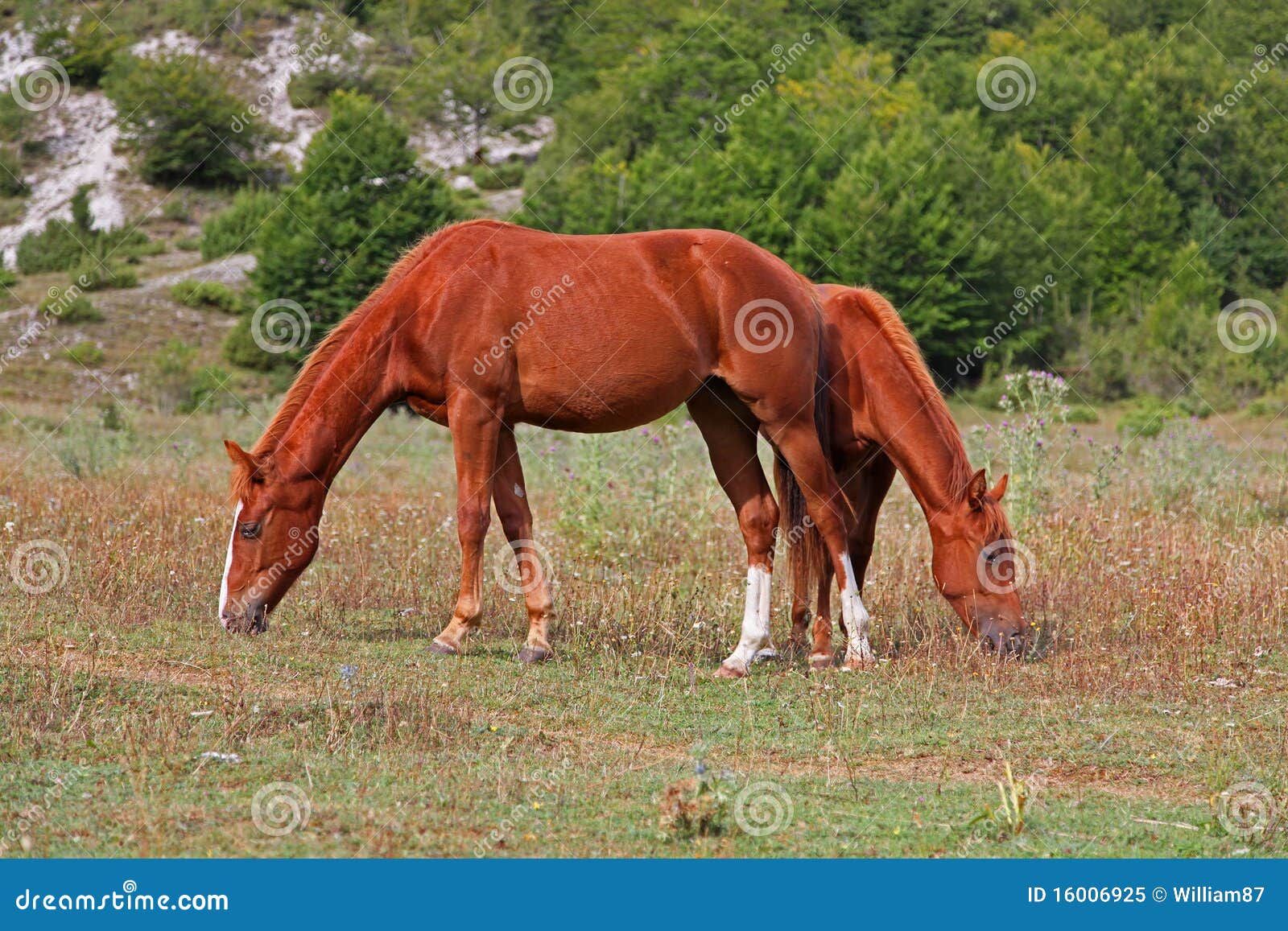 Wild Horses Pasture stock image. Image of farmland, animal - 16006925
