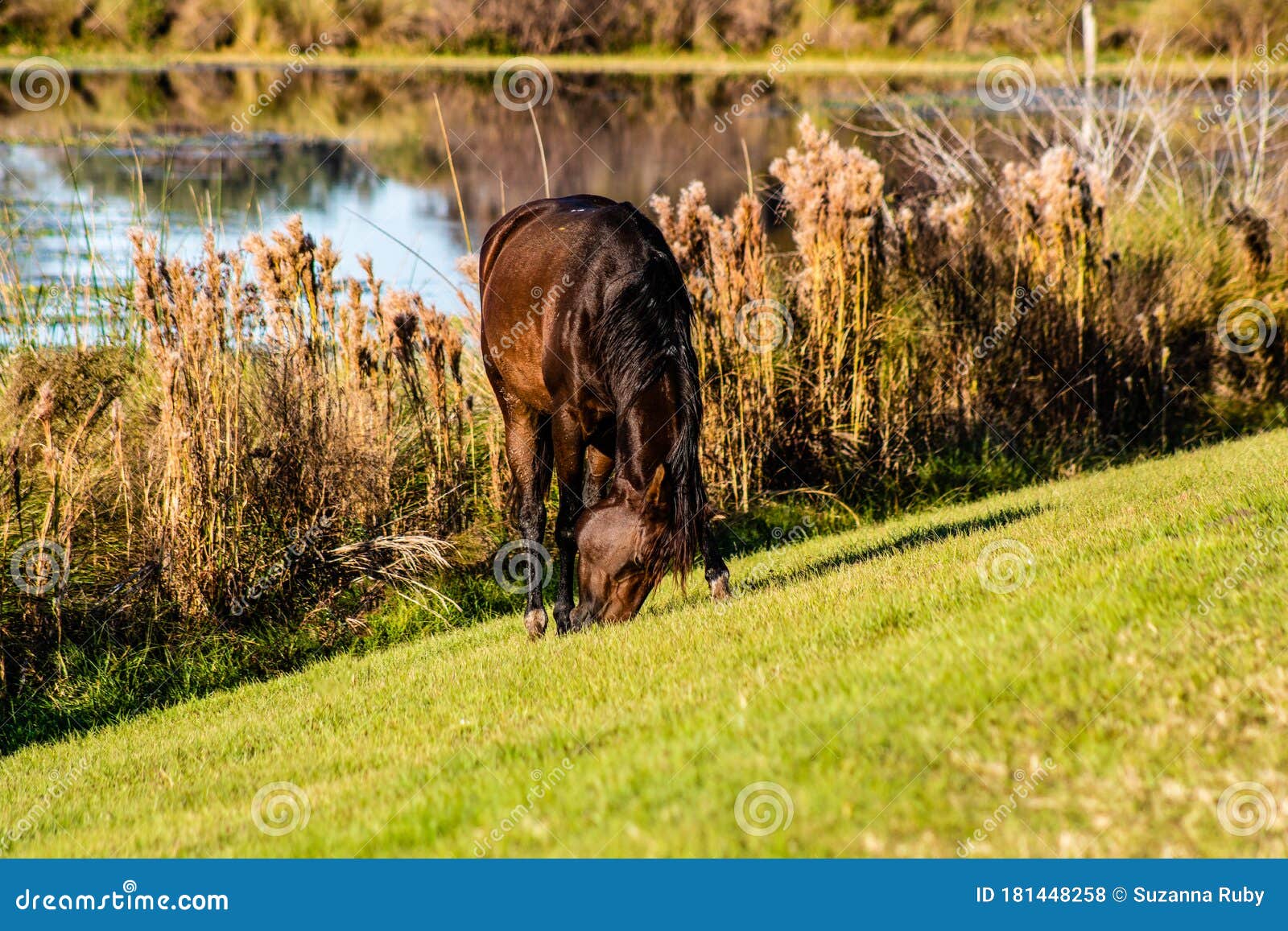 Wild horses stock photo. Image of swamp, animal, marsh - 181448258