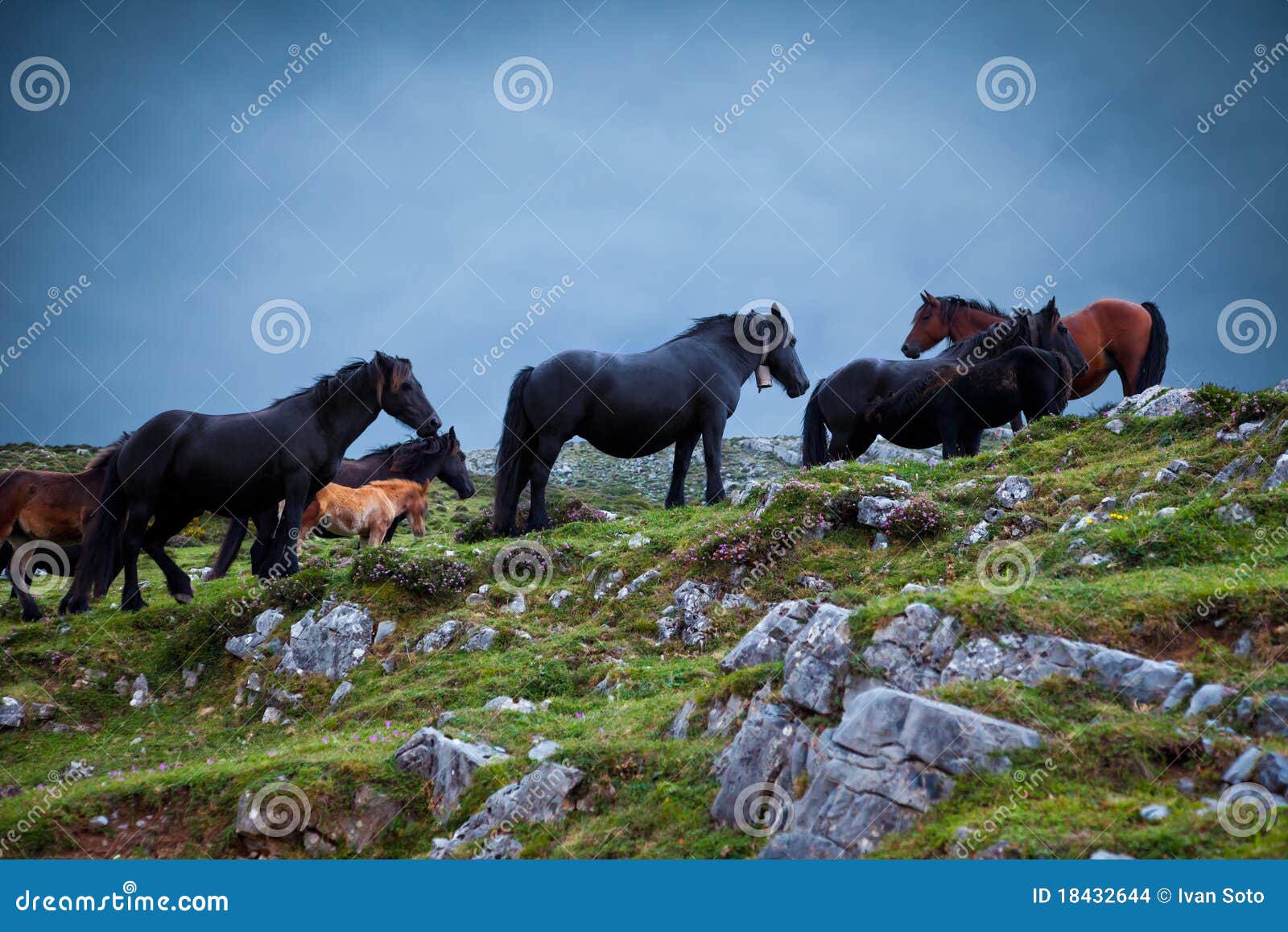 Wild horses and ponies stock photo. Image of cantabria - 18432644