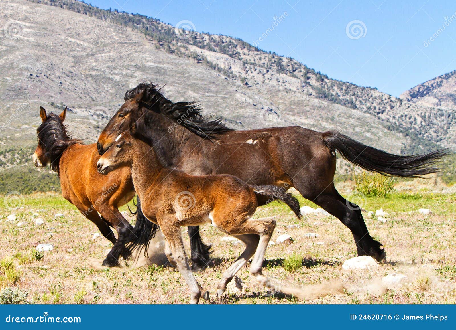 Wild Horses Running in Nevada Spring Mountains Stock Photo - Image of ...