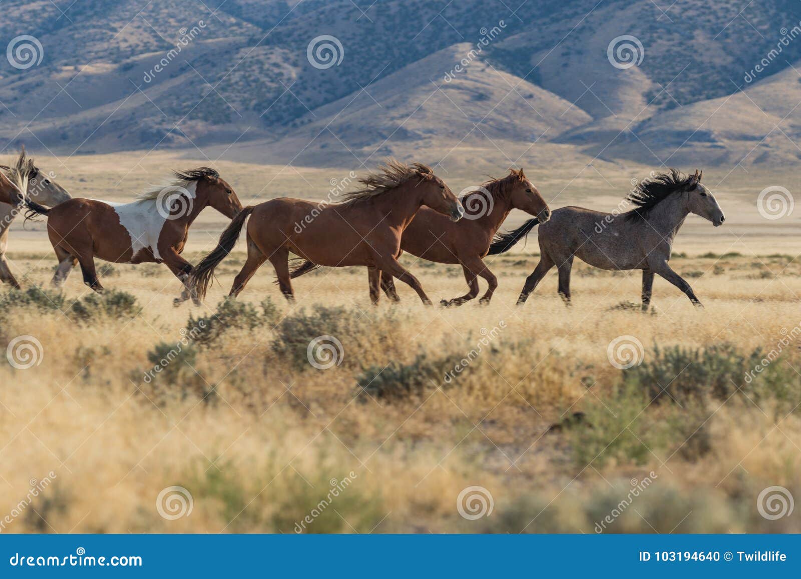 Wild Horses Running in the Utah Desert Stock Photo - Image of americana ... Wild Horses Running in the Utah Desert Stock Photo - Image of americana ...