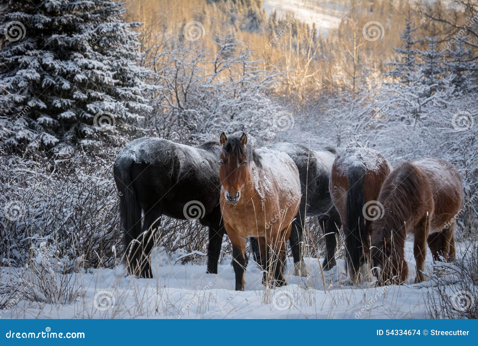 Wild Horses stock photo. Image of sundre, canada, horse - 54334674
