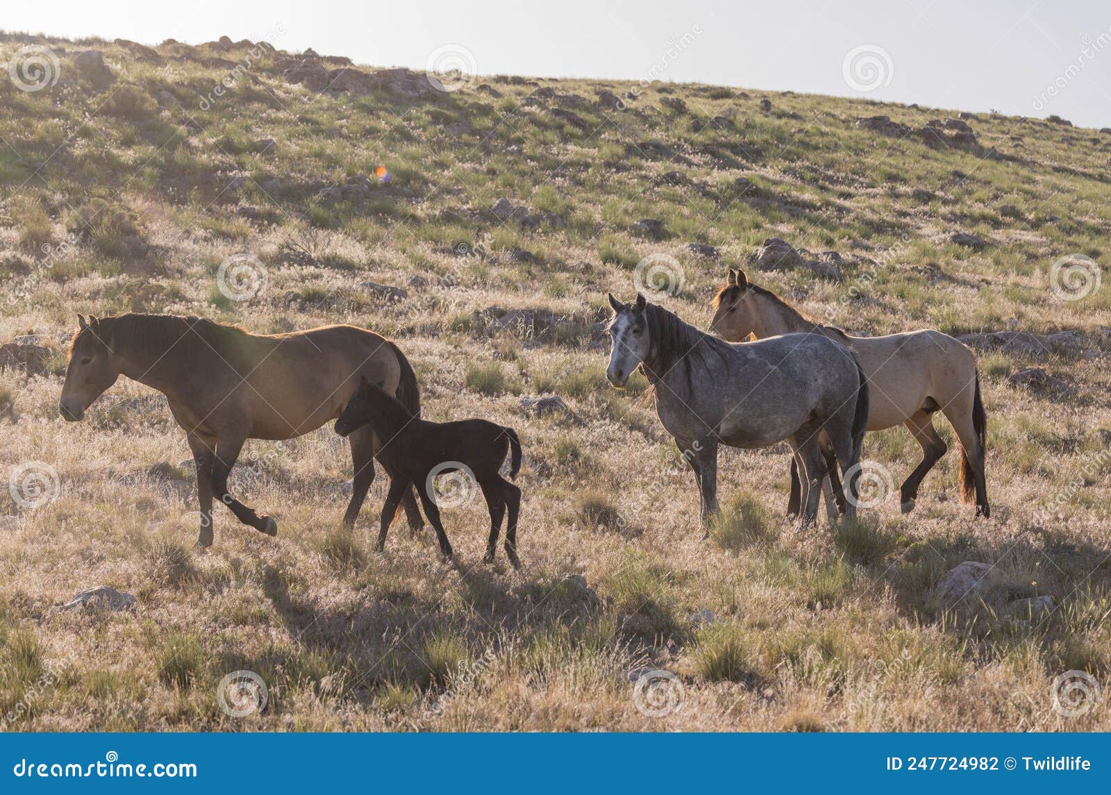 Wild Horses in Spring in the Utah Desert Stock Photo - Image of horse ...