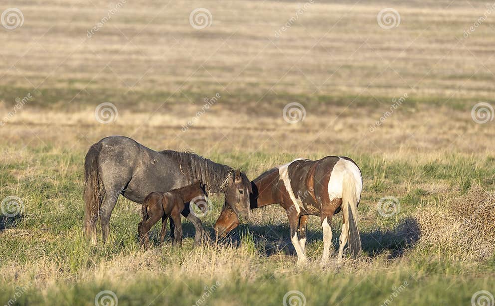 Wild Horses in Spring in the Utah Desert Stock Photo - Image of wild ...