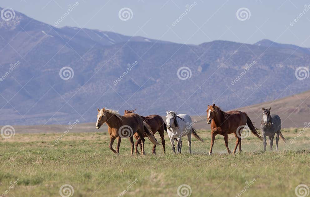 Wild Horses in Spring the Utah Desert Stock Image - Image of heritage ...