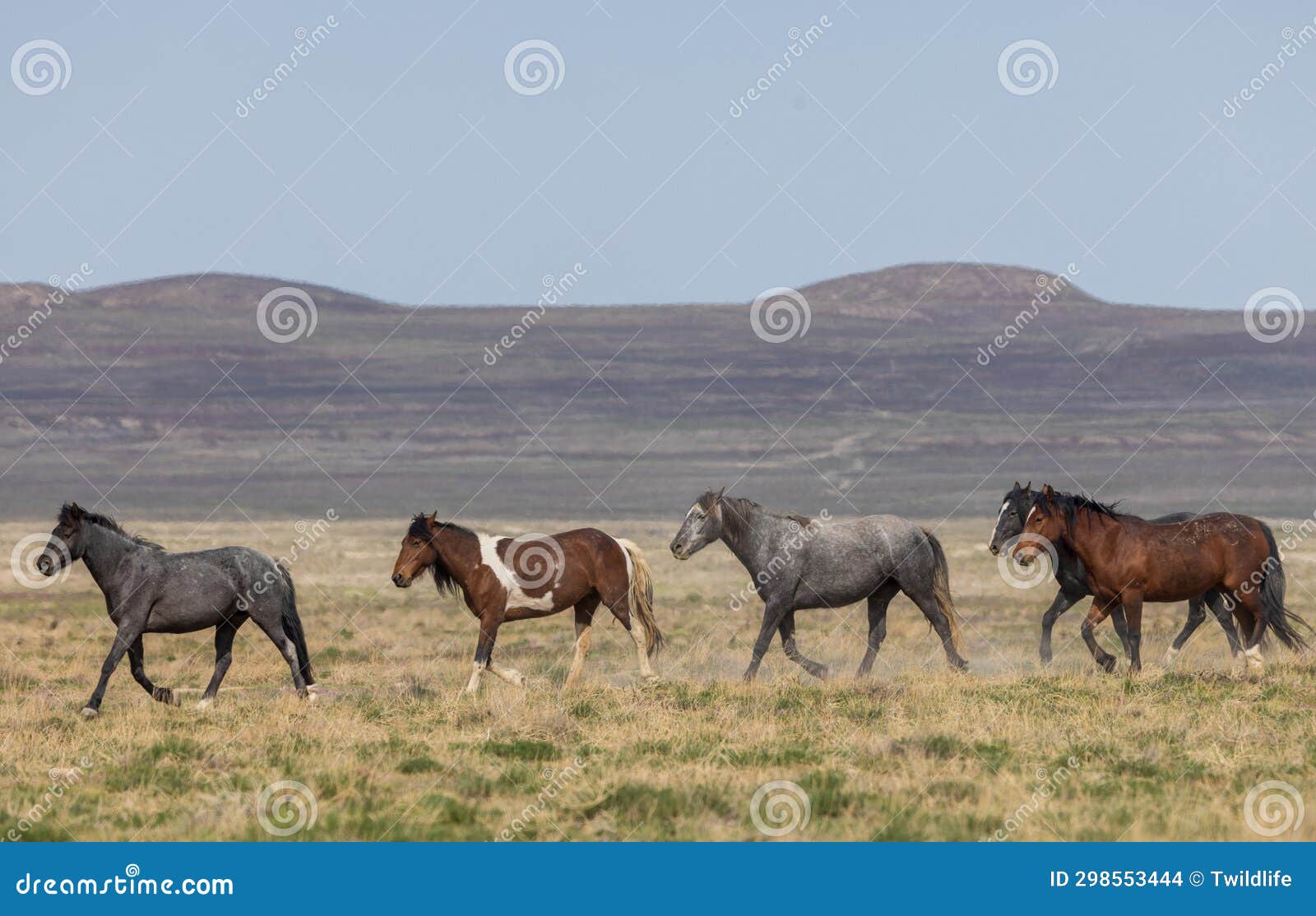 Wild Horses in Springtime in the Utah Desert Stock Photo - Image of ...