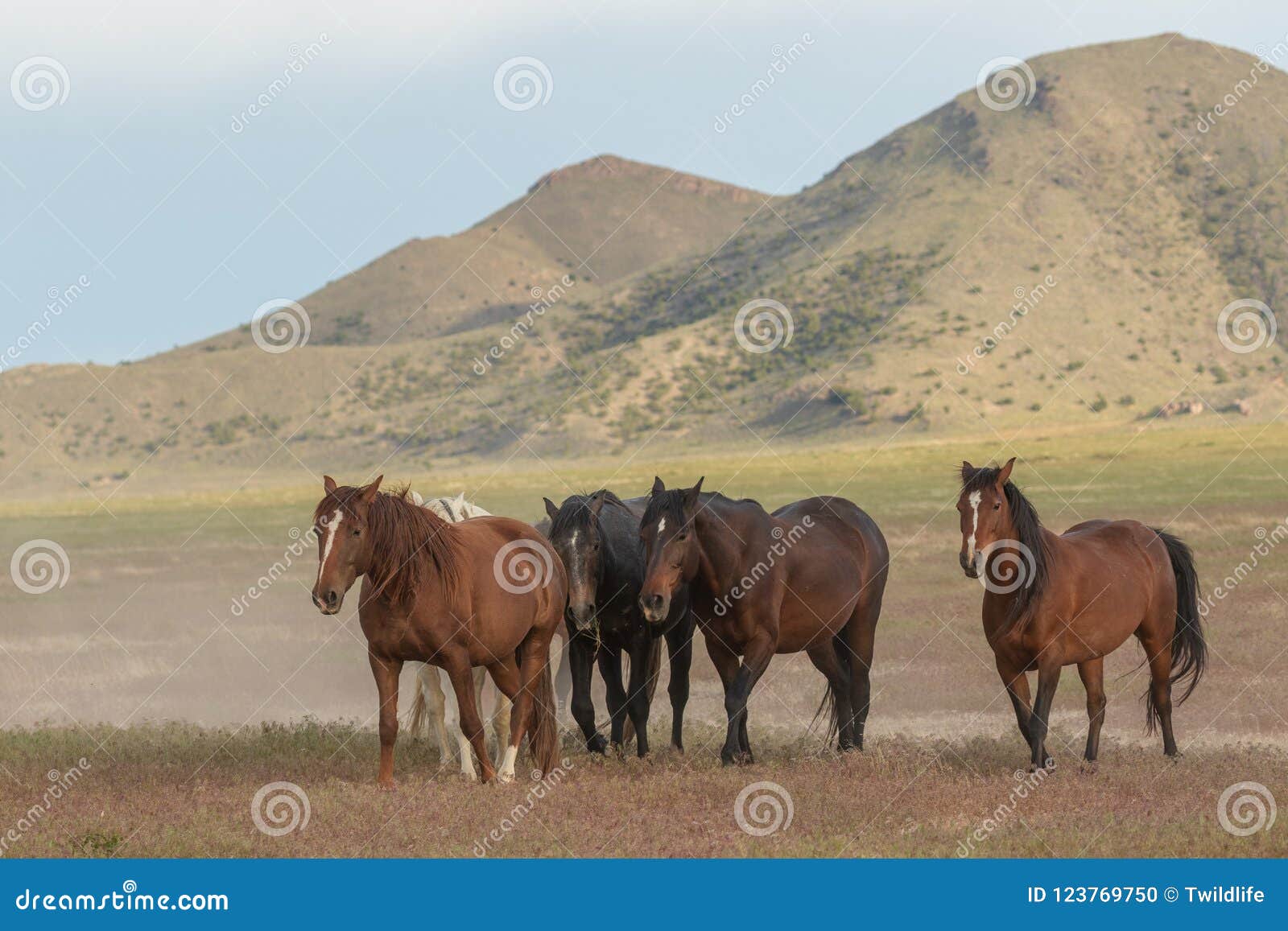 Wild Horses in the Utah Desert Stock Photo - Image of equine, animal ...