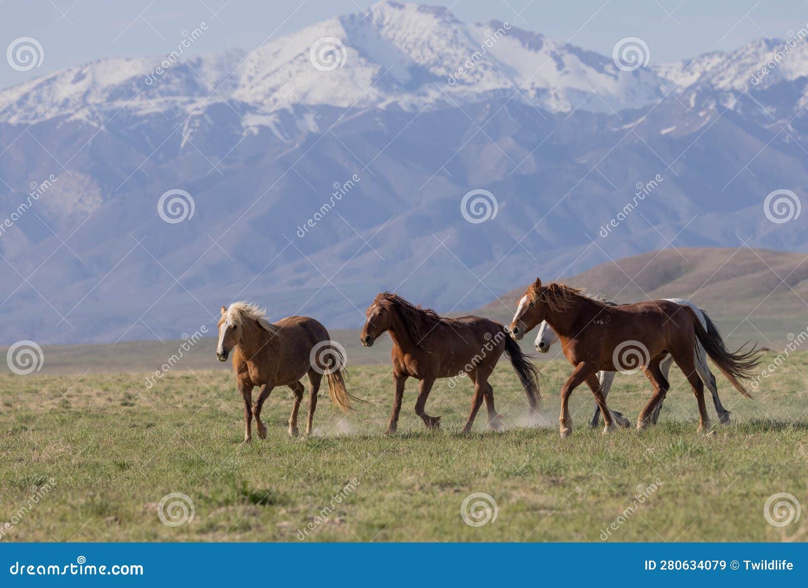 Wild Horses in the Utah Desert in Springtime Stock Image - Image of ...