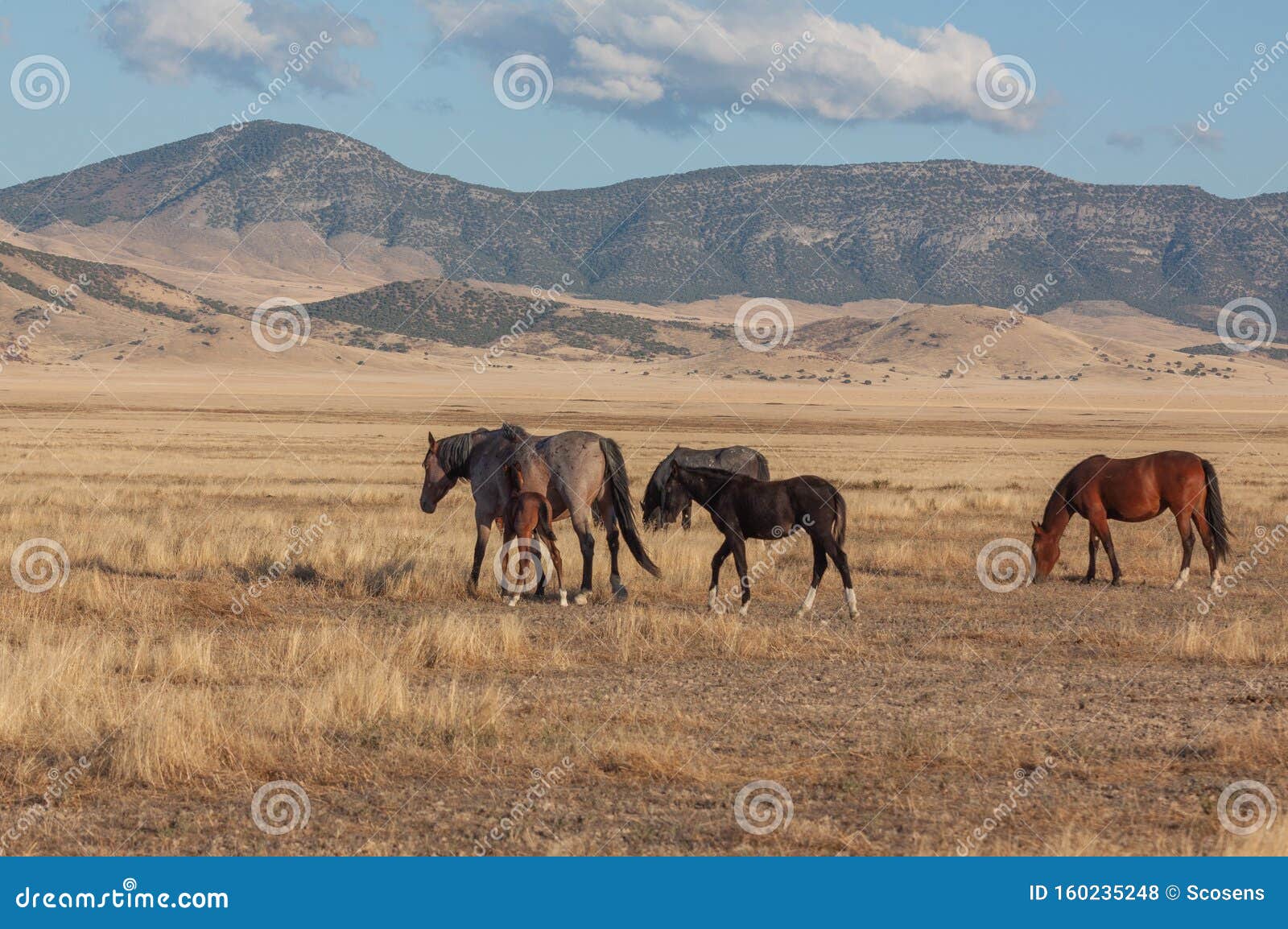 Wild Horses in Utah in Fall Stock Photo - Image of heritage, mammal ...