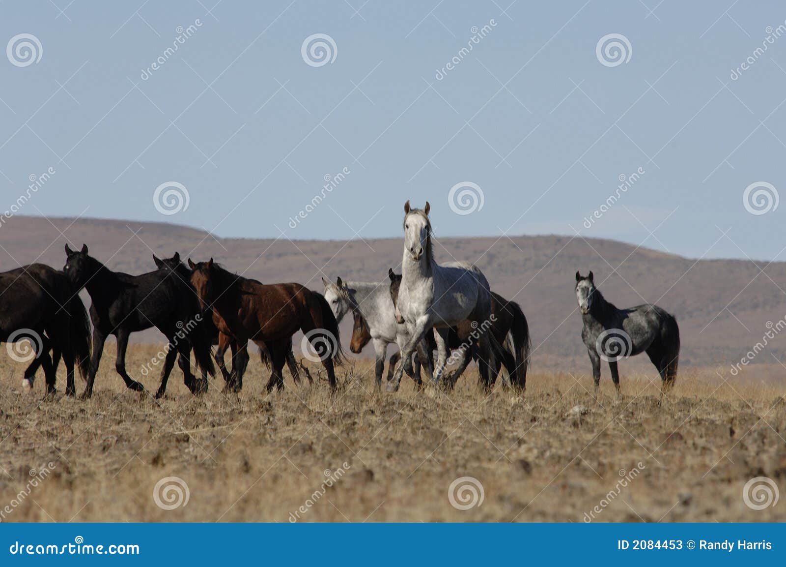 Wild Horses in Wide Open Places Stock Image - Image of high, power: 2084453
