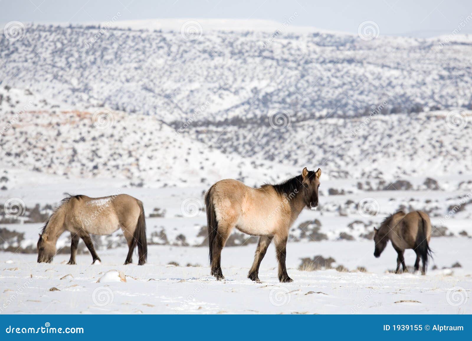 Wild horses in winter stock image. Image of untamed, animals - 1939155