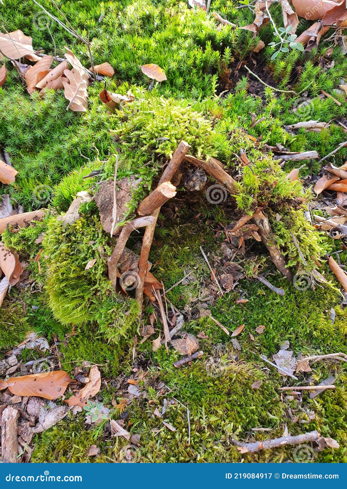 Wild House Mouse (Mus Musculus) Climbing On A Bush In Search Of Food ...