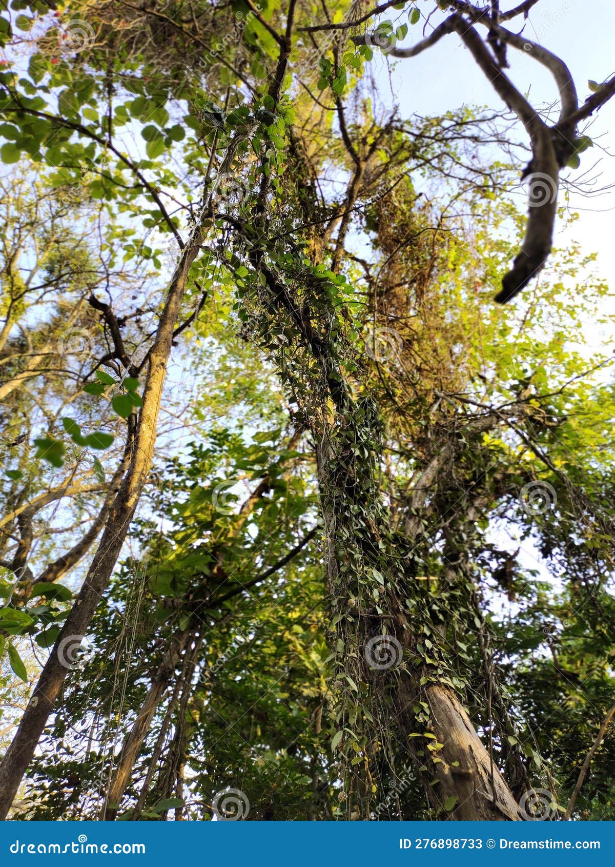 The Wild Hoya Plants Hoya Verticillata Endemic of East Java Stock Image ...