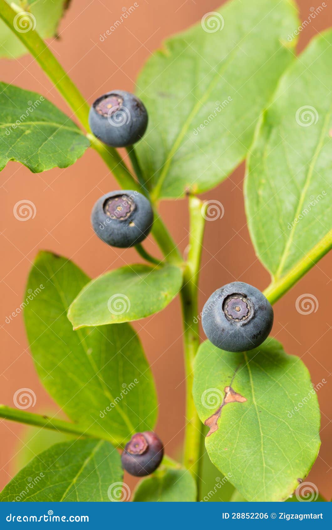 Wild Huckleberries on the Bush Stock Photo - Image of fresh, blue: 28852206