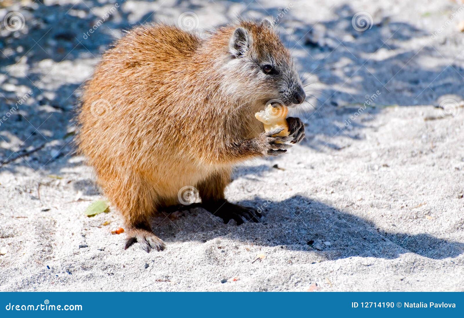 Wild hutia stock photo. Image of hutia, tropical, mammal - 12714190