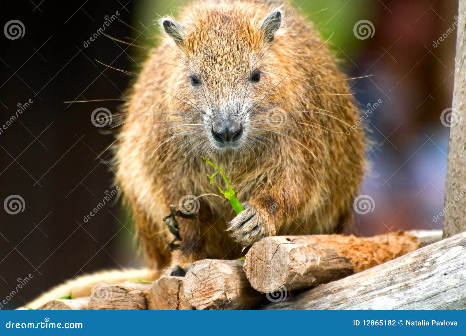 Wild hutia stock photo. Image of brown, caribbean, cuba - 12865182