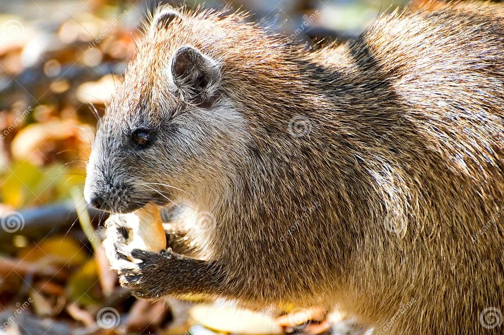 Wild hutia stock image. Image of eating, whiskers, wildlife - 13122275