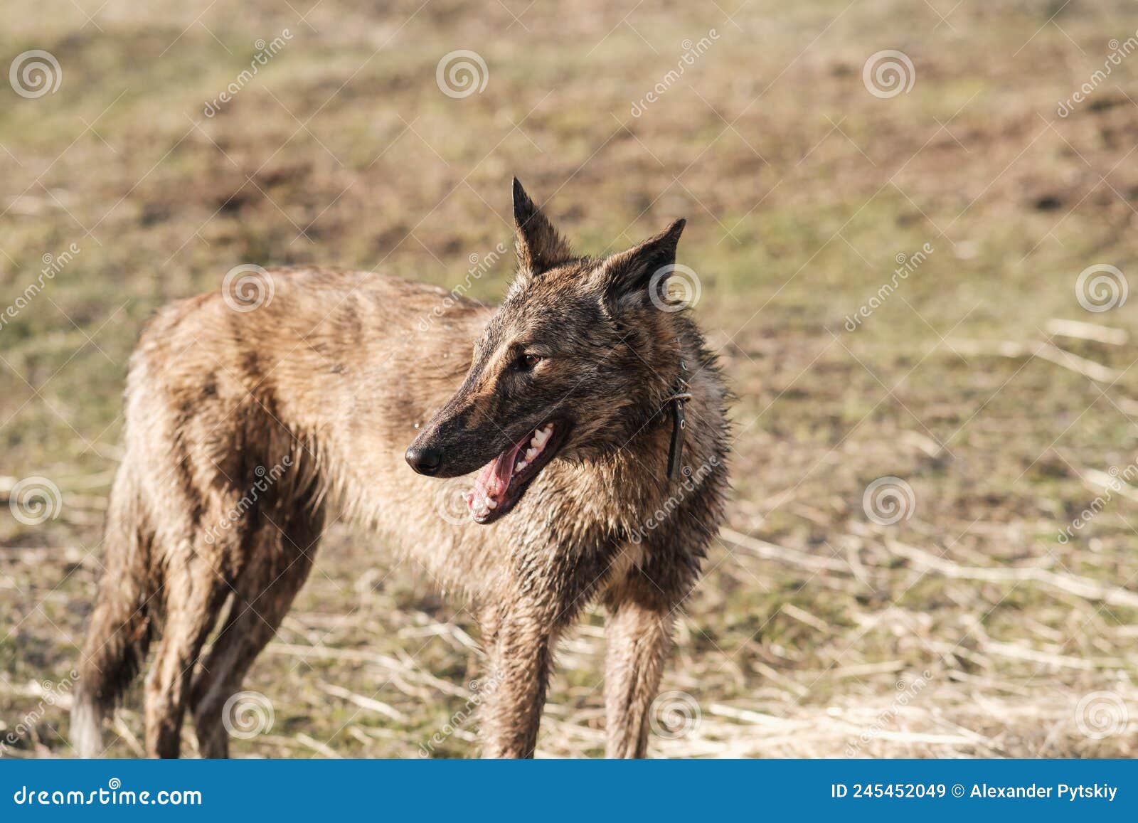 A Wild Hyena-colored Dog Stands in a Field in Spring. Sunset Stock ...