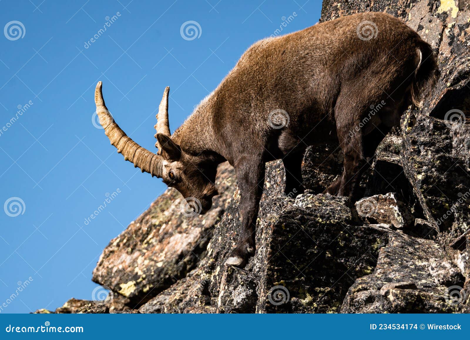Wild Ibex Climbing the Rocky Mountains Stock Photo - Image of peak ...