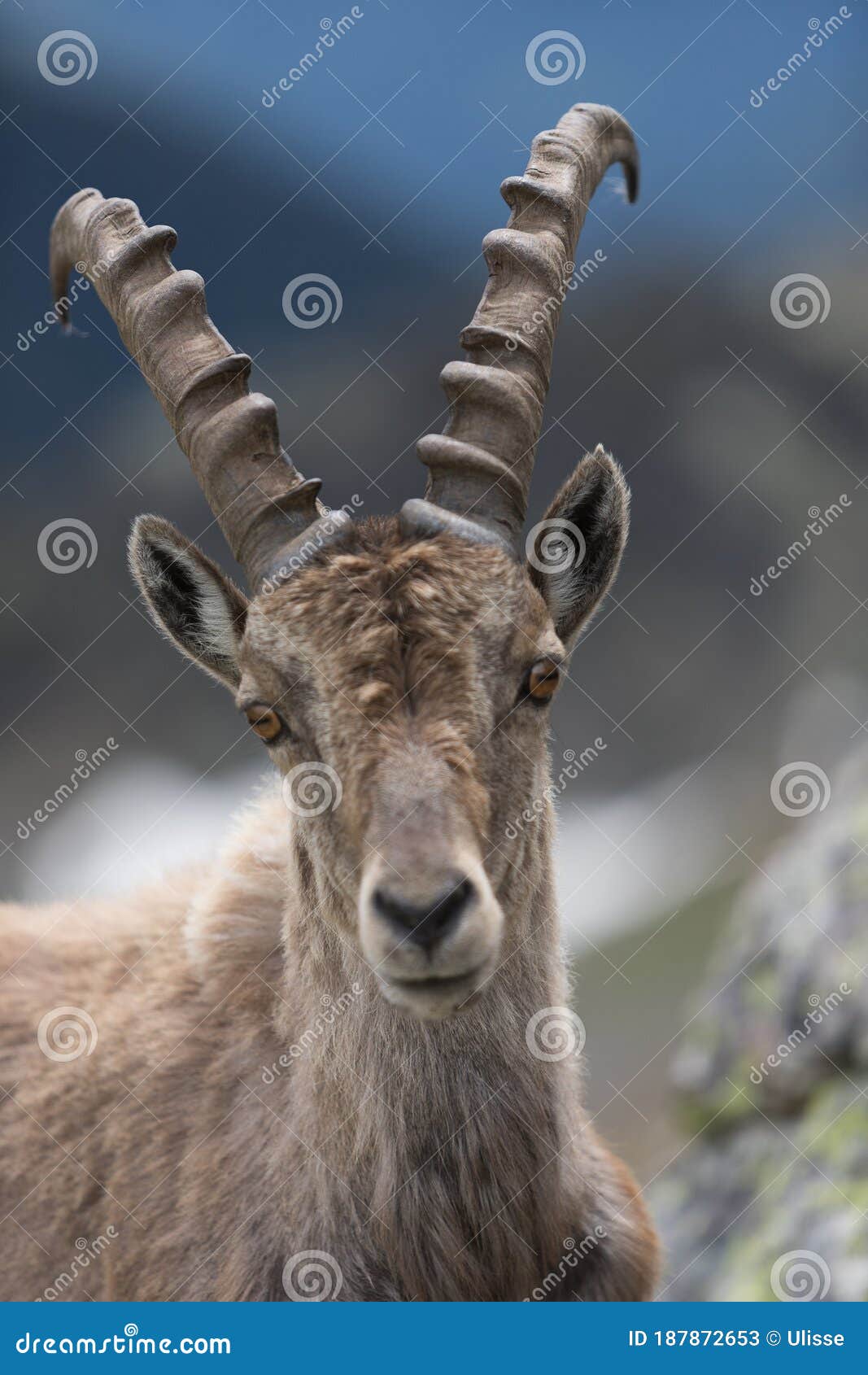 A wild ibex stock image. Image of ibexes, horns, male - 187872653
